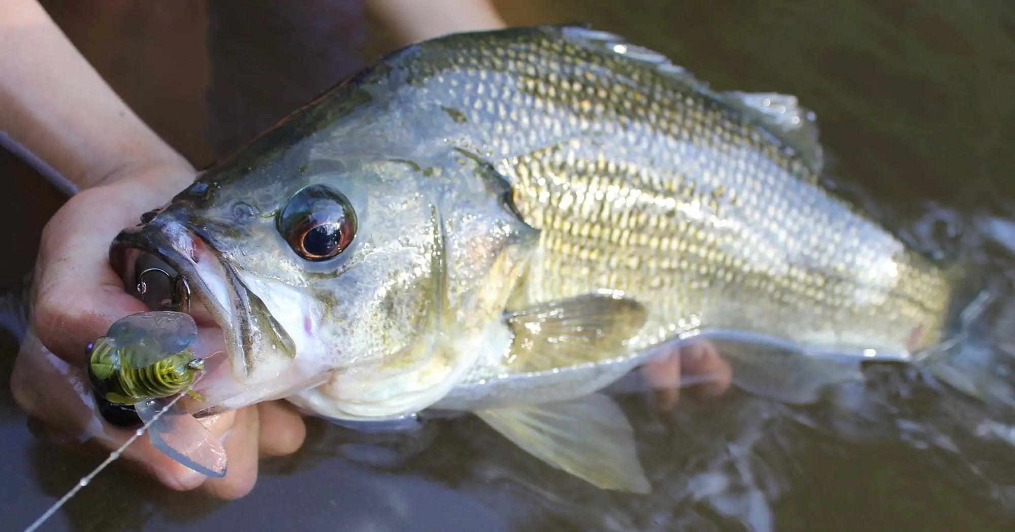 How to - Catch Australian Bass – Fishing Station