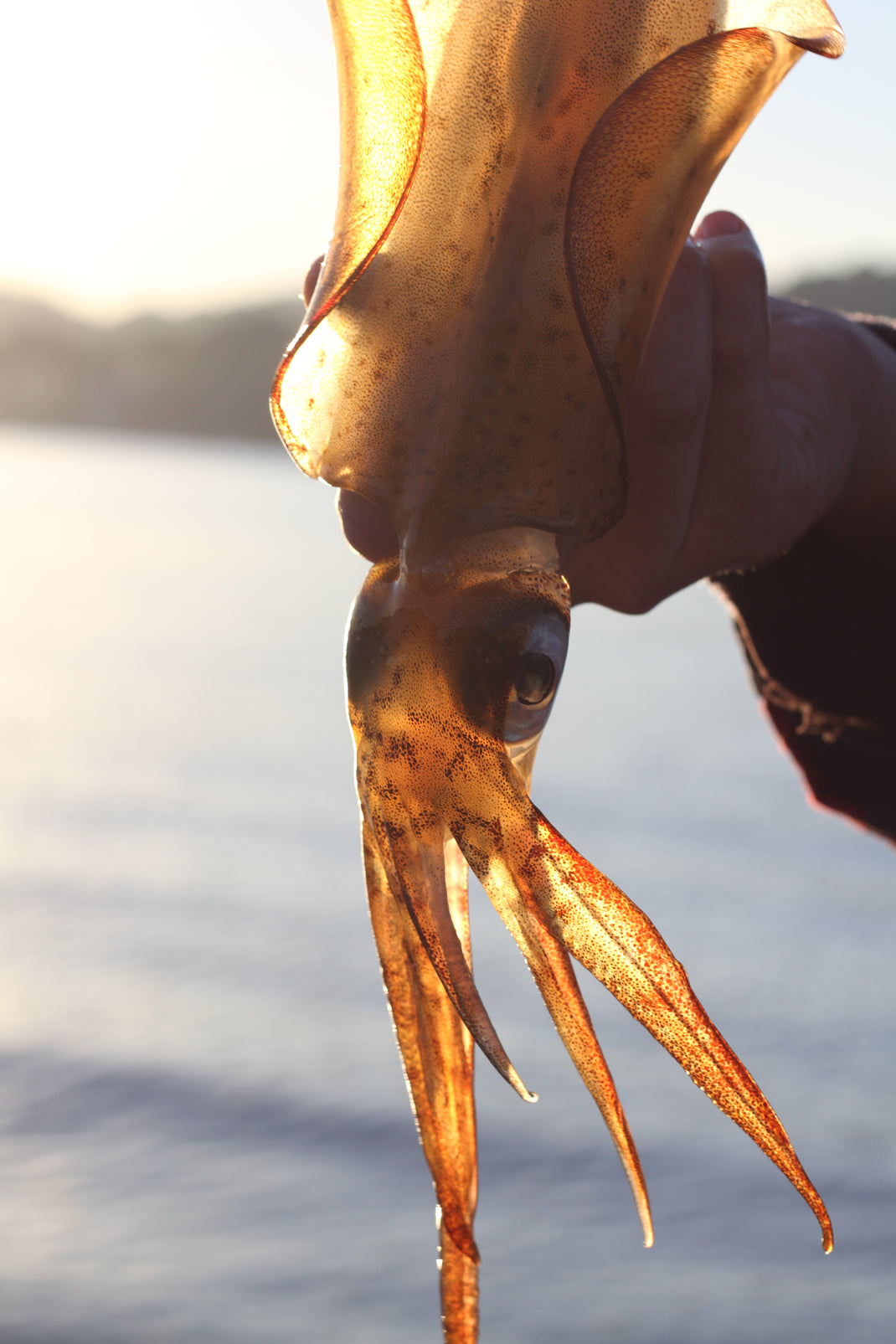 How To Catch Squid - The Ultimate Guide & Gear – Fishing Station