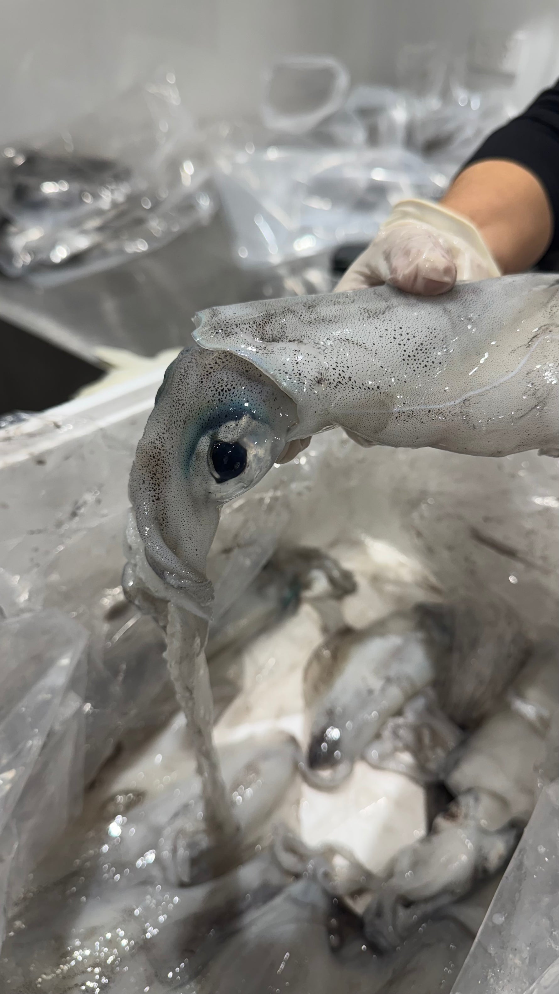 How to catch surf Jewfish – Fishing Station