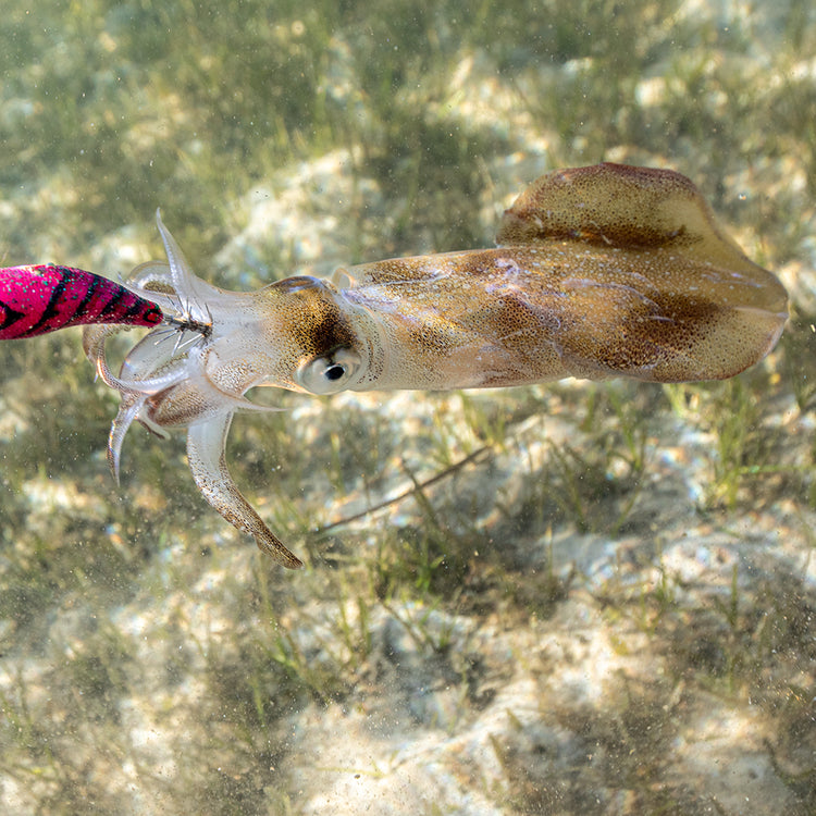 How To Catch Squid - The Ultimate Guide & Gear – Fishing Station
